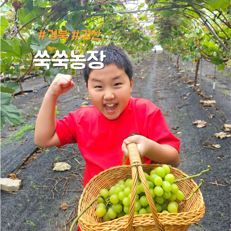 대구근교체험 경산 쑥쑥농장 샤인머스켓 체험 프로그램 및 예약정보 네이버 블로그