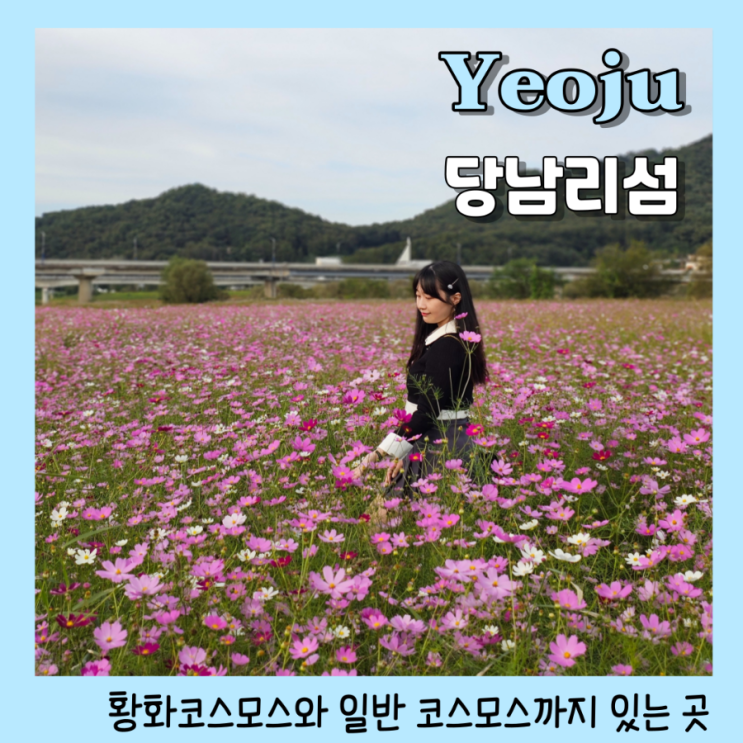 경기도 여주 가볼만한곳 당남리섬 주차 꽃구경 다녀온 후기 네이버 블로그