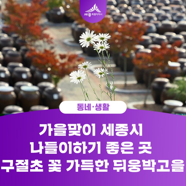 가을맞이 세종시 나들이하기 좋은 곳 구절초 꽃 가득한 뒤웅박고을 이송희 기자님 네이버 블로그