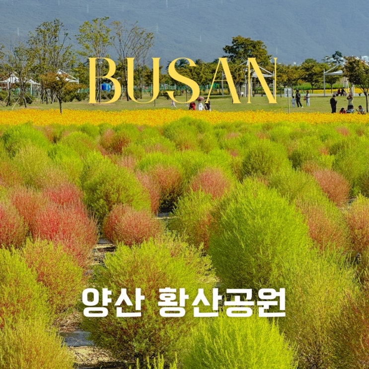 양산 황산공원 댑싸리와 황화 코스모스 부산근교 댑싸리 코스모스 명소 부산 가을 가볼만한곳 네이버 블로그