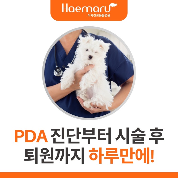 초소형견 PDA 진단부터 ACDO 시술 후 퇴원까지 하루 만에! 강아지 동맥관개존증의 인터벤션 교정 : 네이버 블로그