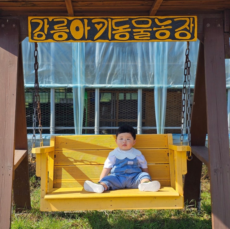 강릉 아기동물농장 아이와 강원도 대관령 여행 관람 팁 : 네이버 블로그