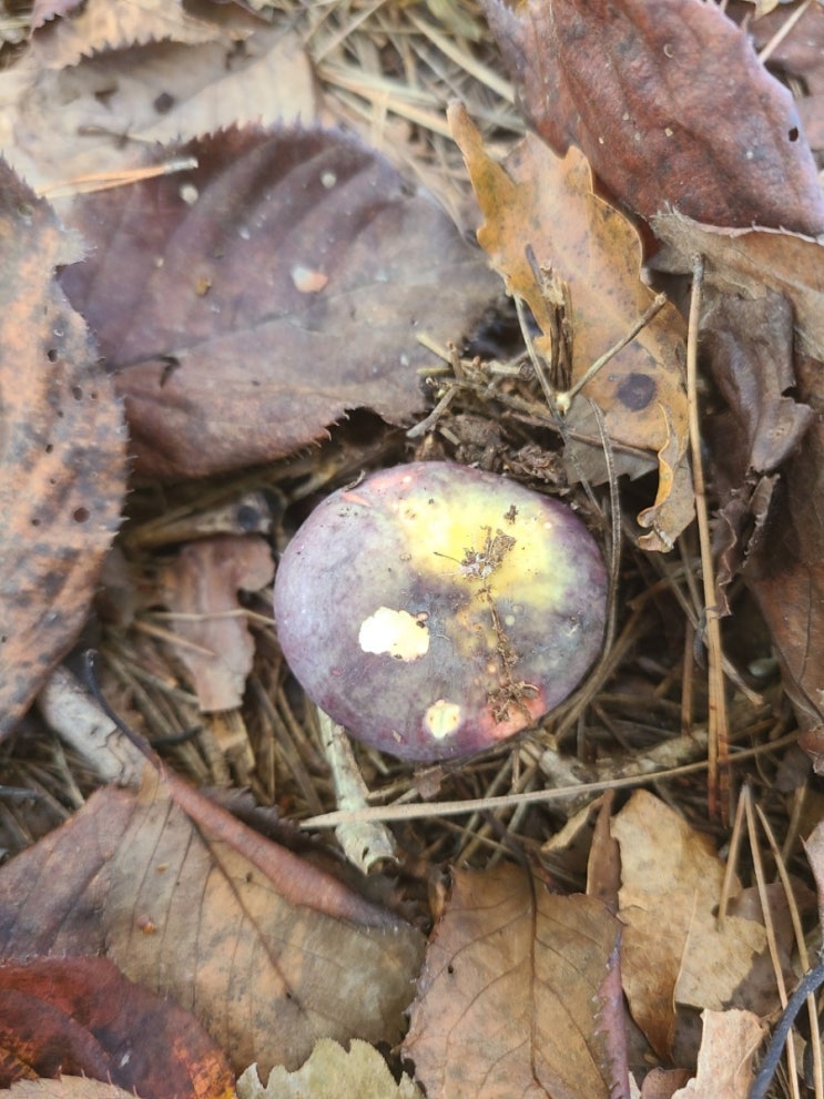 하늘색무당버섯 russula azurea : 네이버 블로그