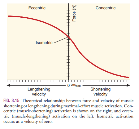 Eccentric contraction에 관하여 : 네이버 블로그