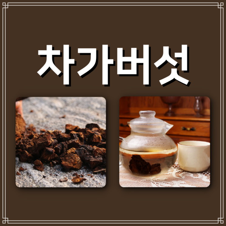 차가버섯 성분 효능 건강분말 먹는방법 주의할 점 네이버 블로그