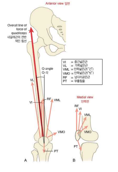 [국시 핵심정리]엉덩관절(Coxa vara, valgus)과 밖굽이 무릎(valgus knee), 안굽이무릎(varus knee ...