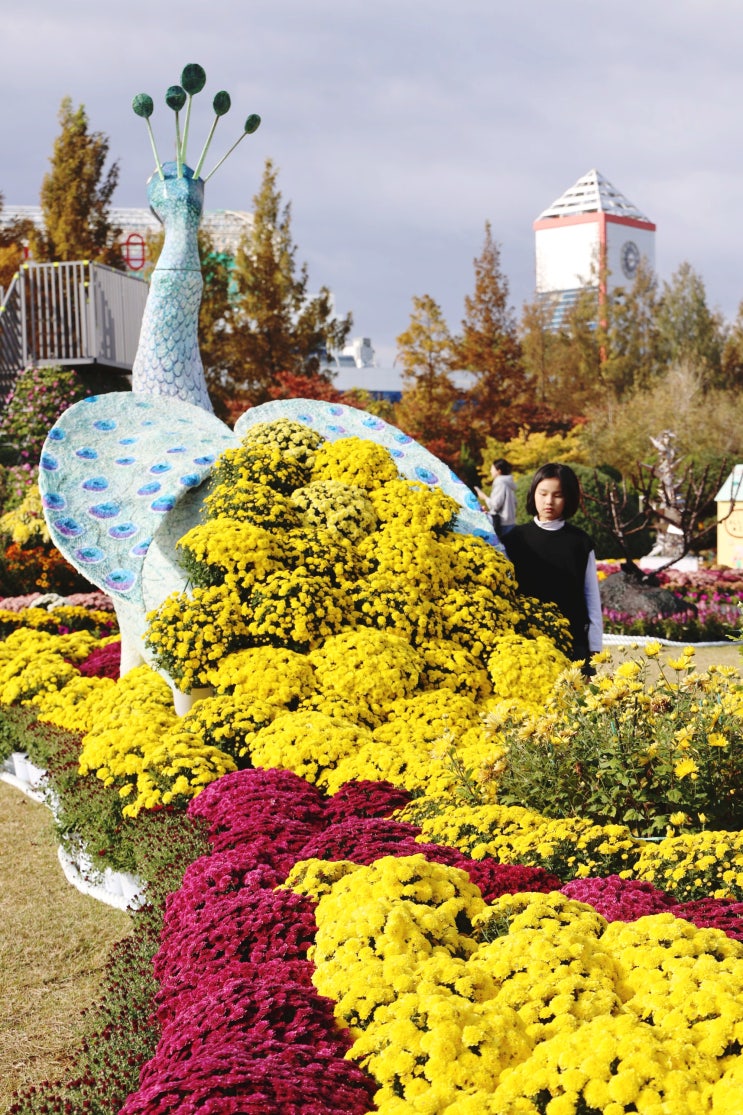 대전 국화 축제 유림 공원 아이와 가볼만한곳 가을 꽃구경 주말 나들이 데이트코스 네이버 블로그