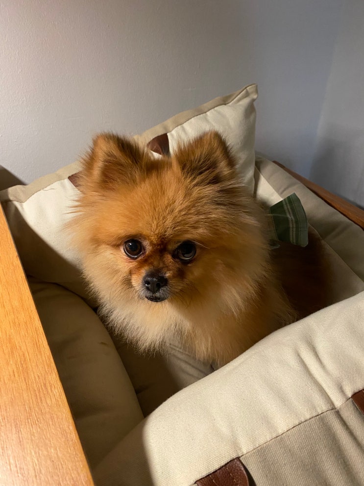 [용인|처인구:AUTUMN VIBE] 어텀바이브에서 우리 집 강아지랑 핏짜&파스타 🍕🍕(반려견 실내 동반 가능 카페/식당/주차 ...