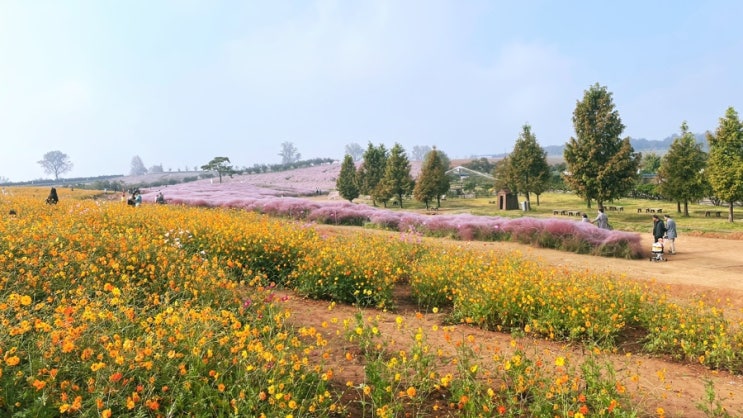 [안성팜랜드] 10월 2주차 코스모스 핑크뮬리 시즌 : 네이버 블로그