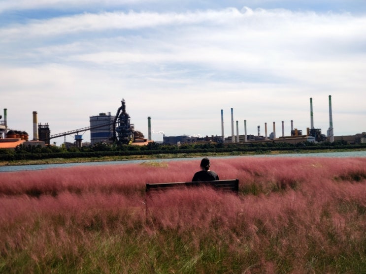 포항핑크뮬리 포항운하관 이쁘네요! : 네이버 블로그