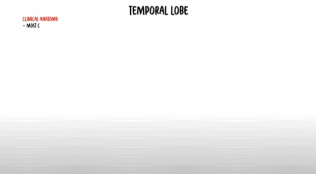 관자엽(Temporal Lobe, 측두엽)에 대한 이해 : 네이버 블로그
