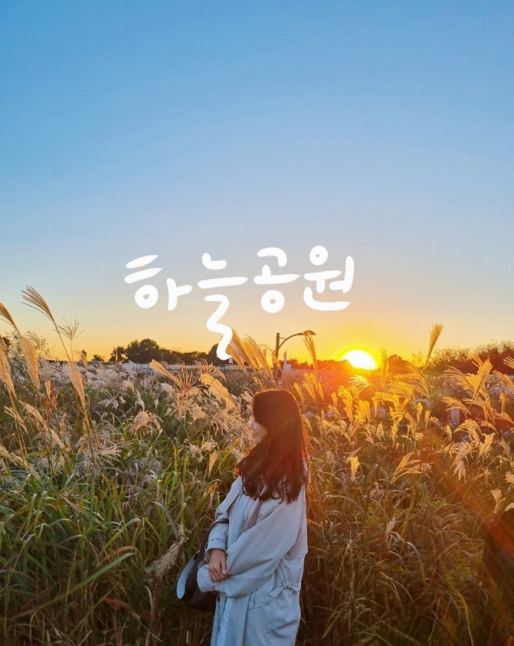 서울 가을 나들이 하늘공원 억새 코스모스 실시간 현황 및 주차장 가는길정보 네이버 블로그
