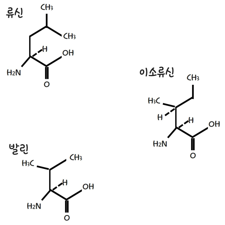 Bcaa 근육 합성과 근육 회복에 도움 될까 네이버 블로그