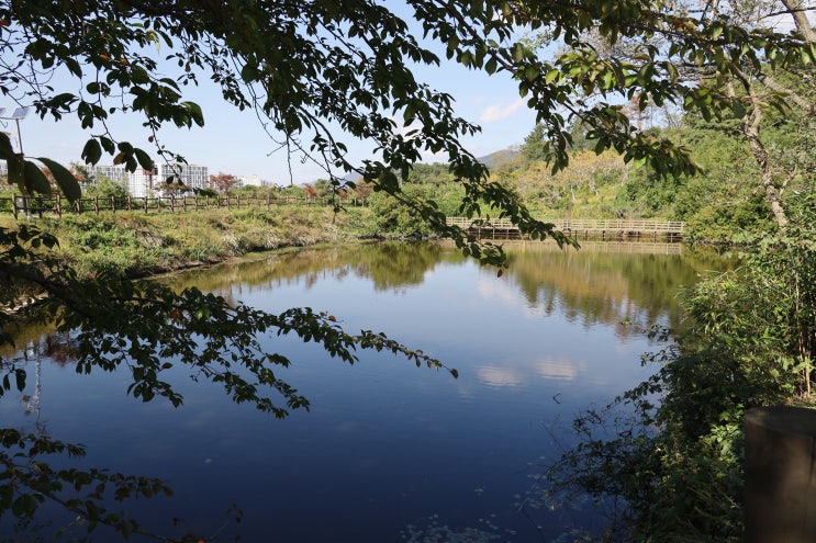 울산 북구 벚꽃 명소였던 화동못 수변공원 무룡산 등산로 초입 산책길 네이버 블로그