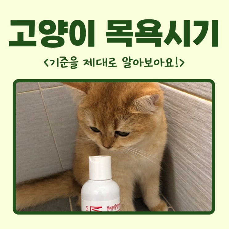 고양이목욕시기 제대로 알아보세요 : 네이버 블로그