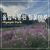 서울 올림픽공원 코스모스 야외 데이트 들꽃마루 꽃구경 장미 광장 축제 네이버 블로그