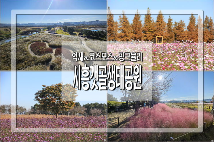 시흥 갯골생태공원 핑크뮬리부터 억새 And 코스모스 서울근교 꽃구경 가볼만한곳 네이버 블로그