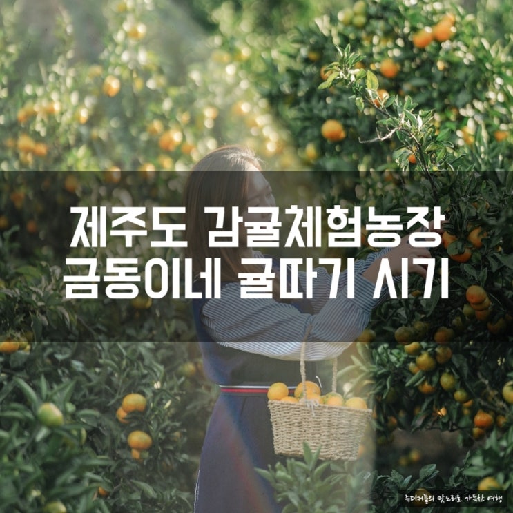 제주도 감귤체험농장 서귀포 귤따기 시기 금동이네 재방문 각 네이버 블로그