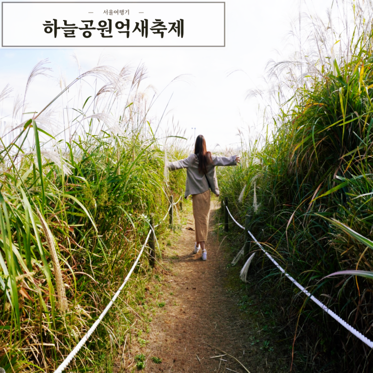 11월가을여행지 서울하늘공원 억새축제기간 핑크뮬리 대신 코스모스 네이버 블로그