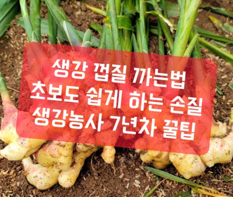 생강 까는법 씻는법 및 껍질 쉽게 벗기고 손질하는 방법 네이버 블로그