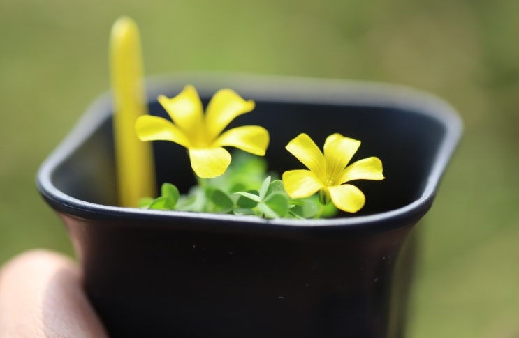 Oxalis Lobata : 네이버 블로그