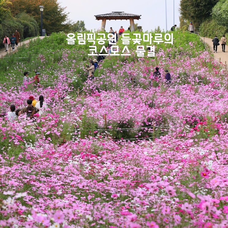 코스모스 한들한들 올림픽공원 들꽃마루 코스모스 물결 네이버 블로그