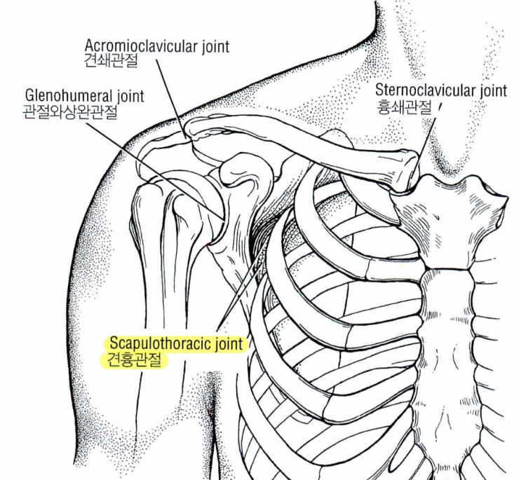 [노원역, 구의역, 강변역 PT 재활운동 체형교정] 견부 복합체-견흉관절(ST joint) : 네이버 블로그