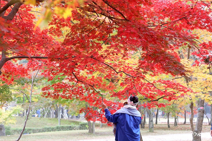춘천 남이섬 단풍 여행 남이섬 입장권 가을 단풍명소 네이버 블로그