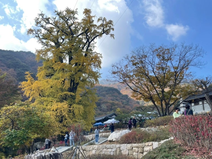 양평 은행나무 명소 용문산 지금 단풍이 절정주차팁 네이버 블로그