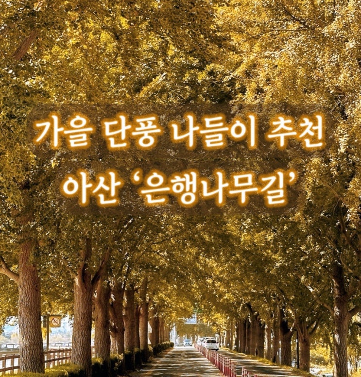 아산 송곡리 곡교천 ‘은행나무길 🌳 가을 단풍 나들이 추천 핑크 뮬리 백일홍 황화코스모스 아산시티투어 네이버 블로그