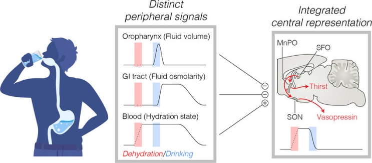 Thirst Regulation: A Multifaceted Physiological Response 갈증 조절: 다각적인 ...