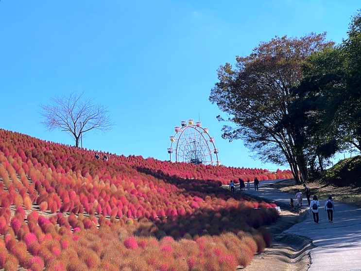 일본 렌트카 여행 도쿄 근교 지바현의 도쿄 도이츠무라 가을 코키아와 함께 하루 코스와 통행료 네이버 블로그