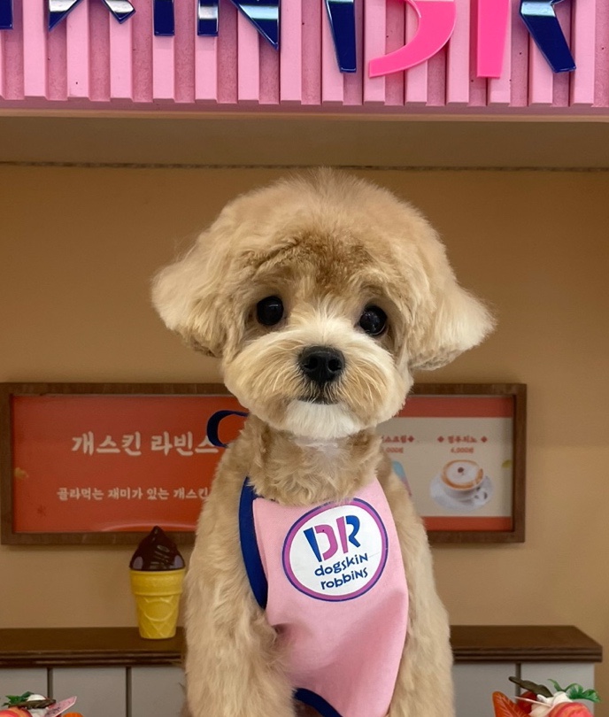 다드멍 미용 이야기 광주말티푸미용 광주북구애견미용 마롱이의 이야기 네이버 블로그