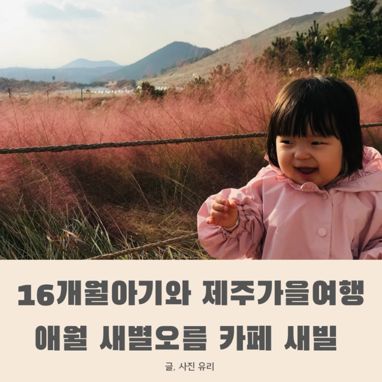 아기와 제주가을여행 10월제주도 애월 새별오름 카페 새빌 핑크뮬리 맛집 네이버 블로그