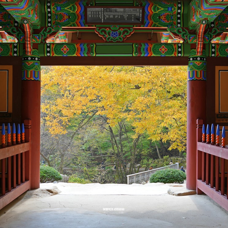양평 갈만한곳 용문산 용문사 은행나무 단풍 템플스테이 주차 네이버 블로그