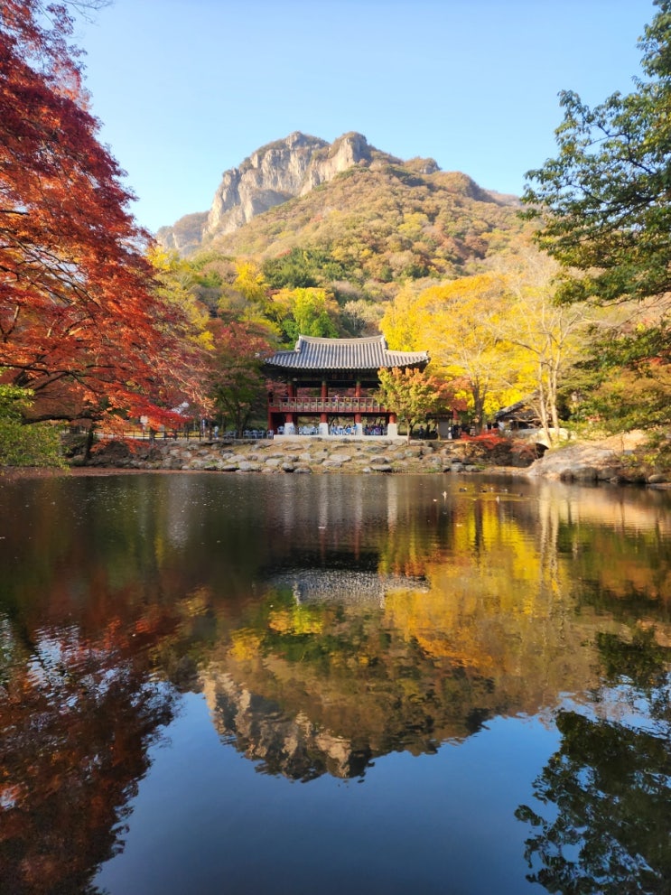 내장산 백양사 단풍 절정 장성 백양사 가는 길 쌍계루 풍경 단풍 여행 네이버 블로그