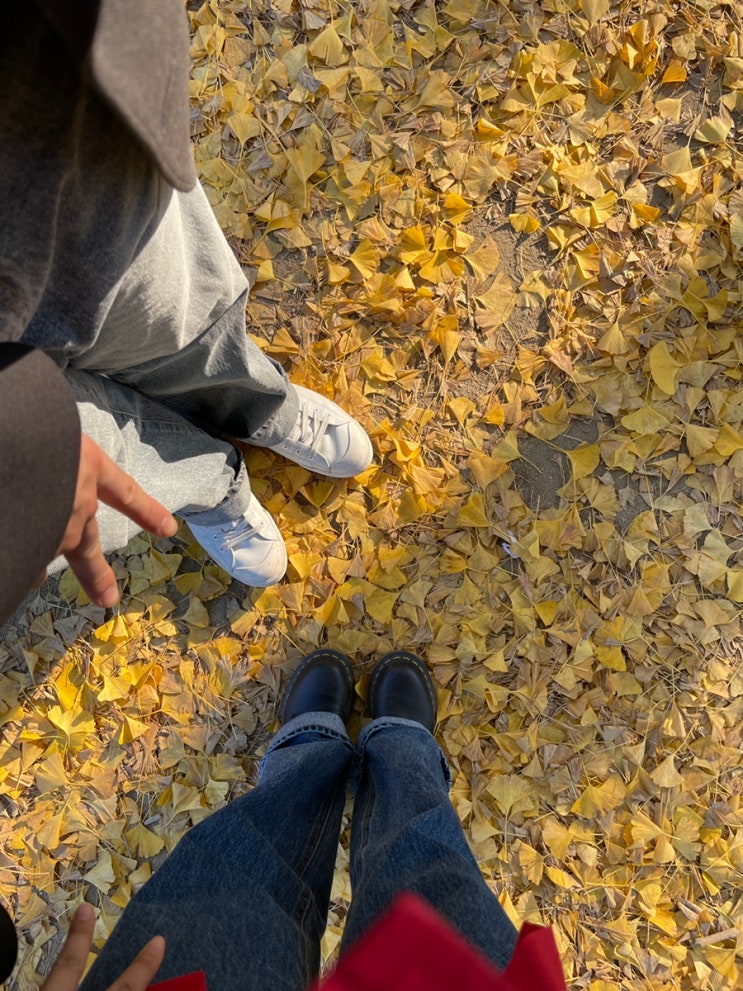 서울 근교 당일치기 가평 다녀오기 🍂 남이섬 🍁 입장권 할인 대중교통 가는 방법 네이버 블로그