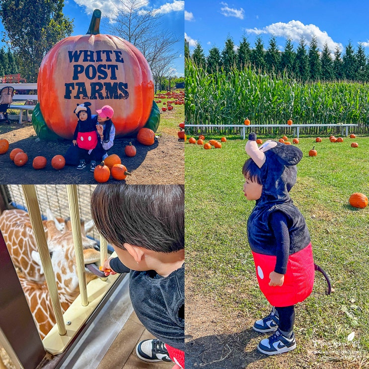 아이와 해외여행 미국 뉴욕 펌킨패치 즐기기 White Post Farms : 네이버 블로그