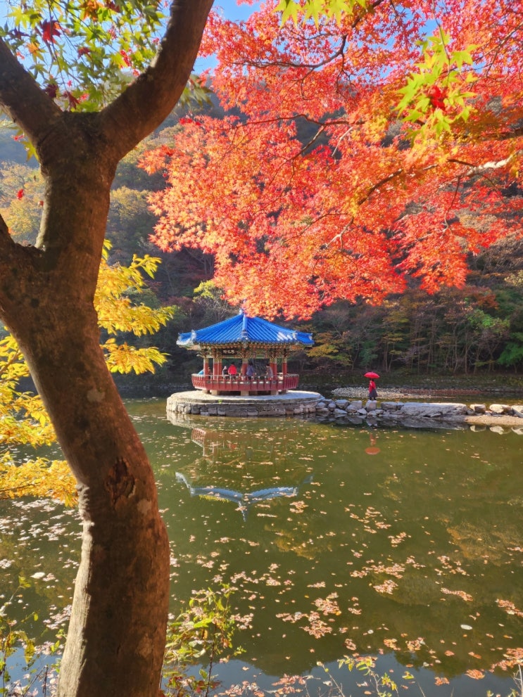정읍 내장산 내장사 단풍 실시간 단풍터널 걸어서 우화정 벽련암 단풍여행 네이버 블로그