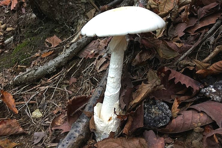 동물이 먹은 야생버섯은 먹어도 괜찮다? : 네이버 블로그