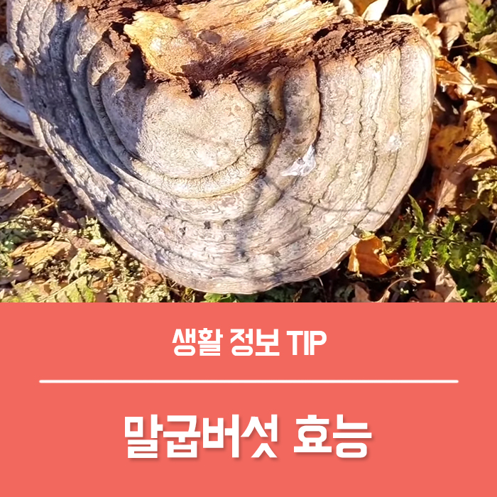 말굽버섯 효능 5가지 부작용은 네이버 블로그