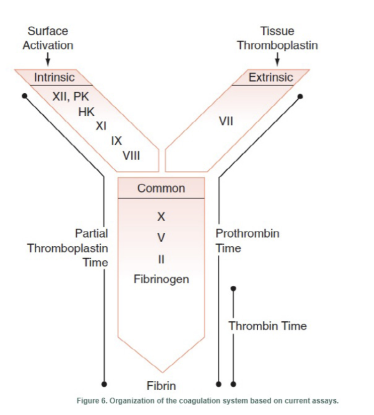 혈액검사 (7) - 혈액응고검사, coagulation panel : 네이버 블로그