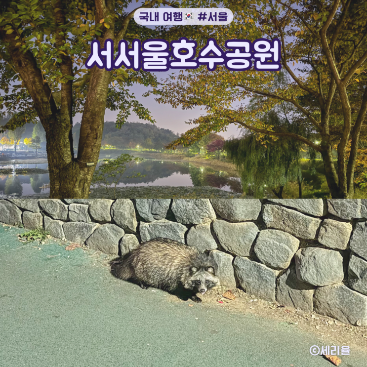 서울 산책하기좋은곳 서서울호수공원 주차장 텐트 돗자리 단풍 야경 야생너구리 영접 네이버 블로그