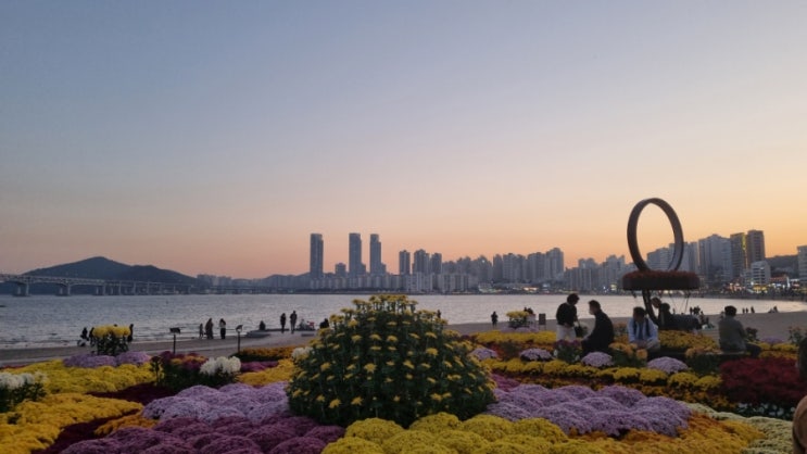 광안리해변 민락회타운 앞 국화 축제 수영구 이탈리아 레스토랑 엘올리브 And 커피드포트 네이버 블로그