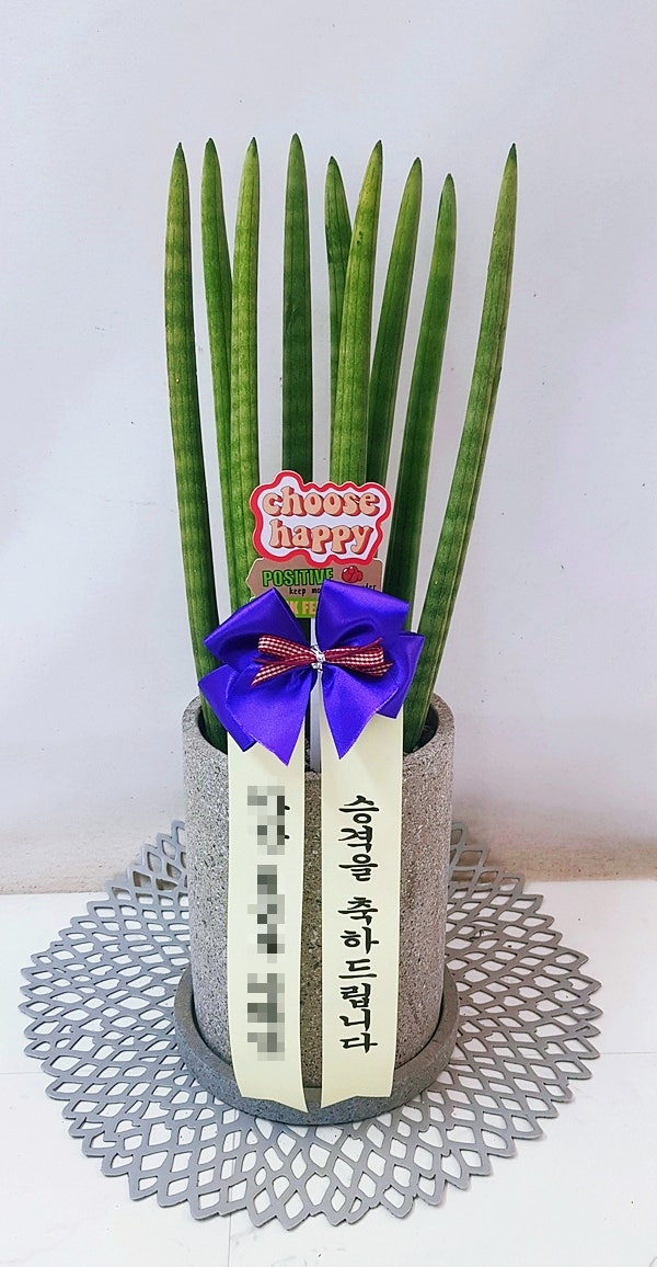 아산 꽃집 승격 승진 진급 축하 관엽 화분 배달 네이버 블로그