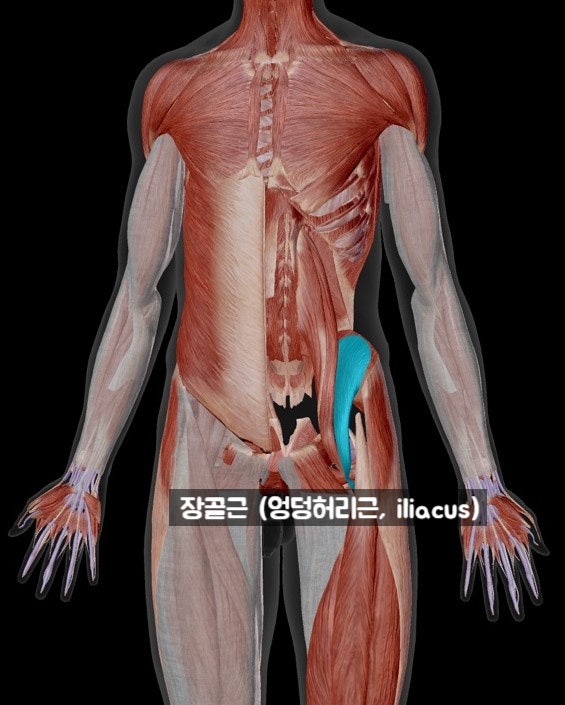 여의도 헬스 Pt 허리 통증과 고관절 움직임의 Key 장요근iliopsoas엉덩허리근에 대해 알아보자 Feat