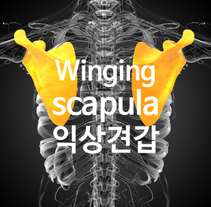 [정자역 필라테스]- 익상견갑 (Winging scapula )/ 내 날개뼈가 왜 튀어나왔을까? : 네이버 블로그