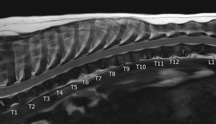 강아지 추간판 척추염(Discospondylitis) MRI 검사를 통한 진단 : 네이버 블로그