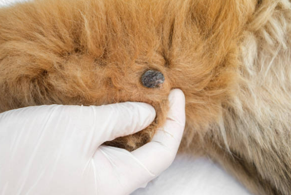 강아지 발 사마귀 쥐젖 파필로마 원인 제거법 : 네이버 블로그