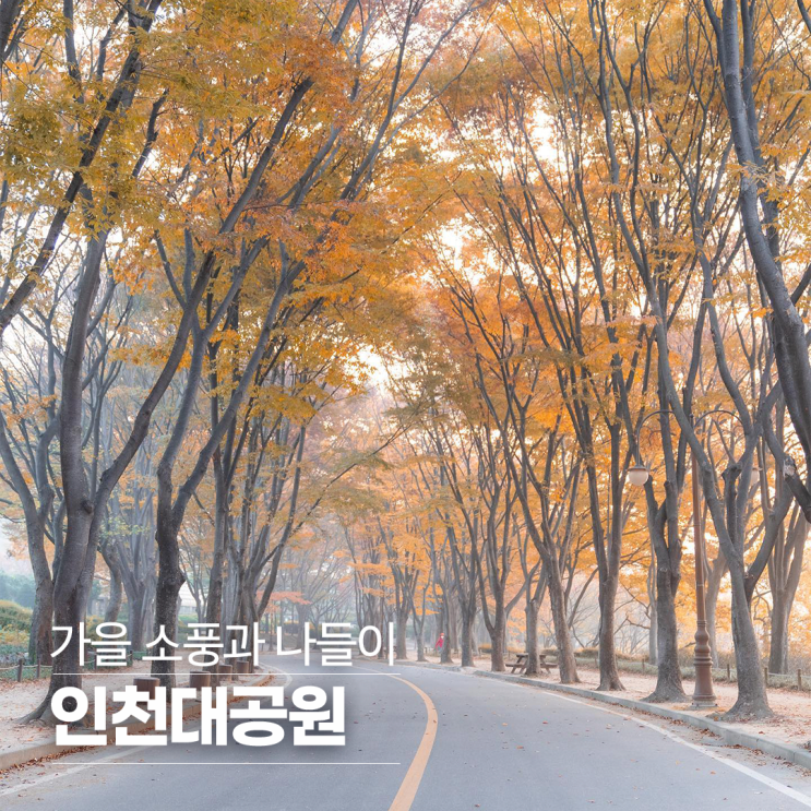 가을나들이 인천대공원ㅣ인천 단풍 명소ㅣ은행나무 명소ㅣ인천 가을 데이트ㅣ장수동 은행나무 네이버 블로그